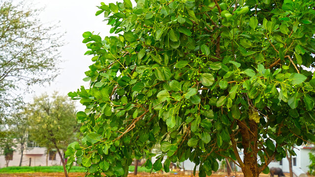 Anonang Images – Browse 10 Stock Photos, Vectors, and Video | Adobe Stock