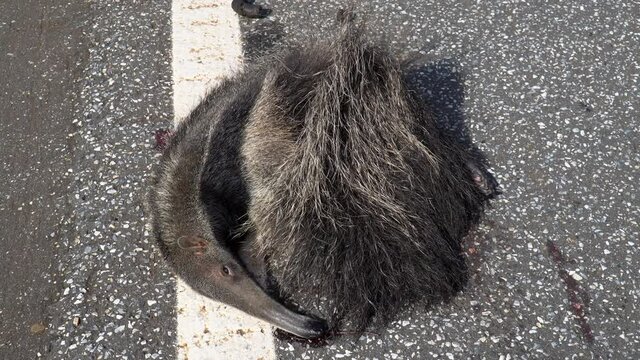 Roadkill Images – Browse 1,695 Stock Photos, Vectors, and Video | Adobe ...