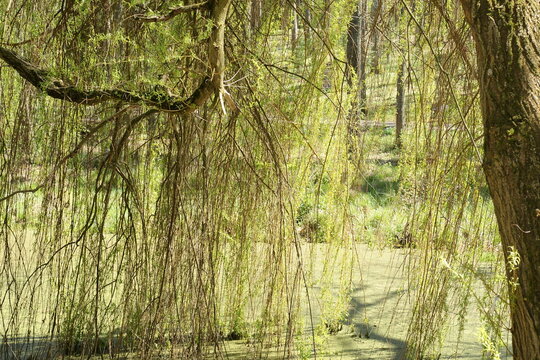 Oczko Bilder – Durchsuchen 358 Archivfotos, Vektorgrafiken und Videos ...