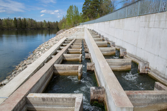 Fish Ladders On Dams