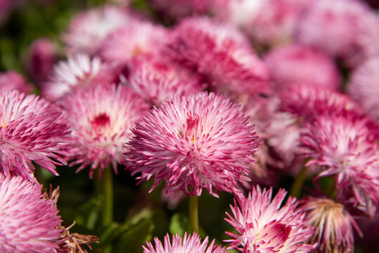 รูปภาพPomponette – เลือกดูภาพถ่ายสต็อก เวกเตอร์ และวิดีโอ229 | Adobe Stock