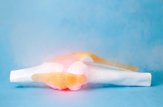 Stifle-Joint Images – Browse 88 Stock Photos, Vectors, and Video ...