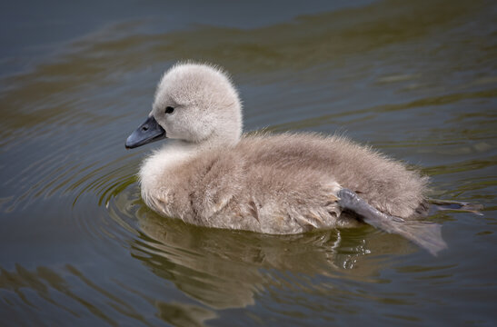 Cygnet Images – Browse 23,480 Stock Photos, Vectors, and Video | Adobe ...