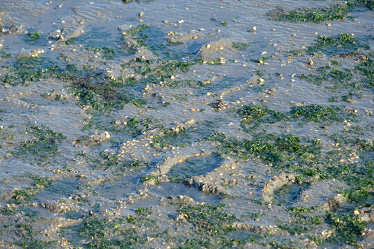 Seicht Bilder – Durchsuchen 1,785 Archivfotos, Vektorgrafiken und ...