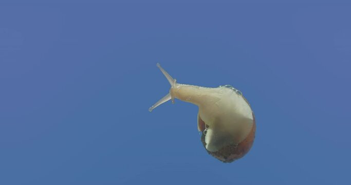 Snails Images – Browse 279,139 Stock Photos, Vectors, and Video | Adobe ...