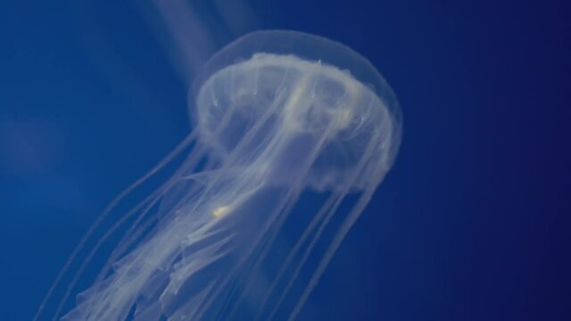 "Multicellular Organisms" Images – Browse 253 Stock Photos, Vectors ...