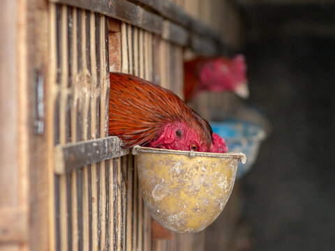 รูปภาพ"Chicken Cage" – เลือกดูภาพถ่ายสต็อก เวกเตอร์ และวิดีโอ299 ...