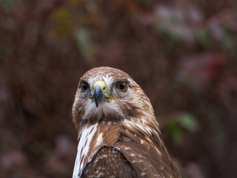 精悍 Images – Browse 878 Stock Photos, Vectors, and Video | Adobe Stock