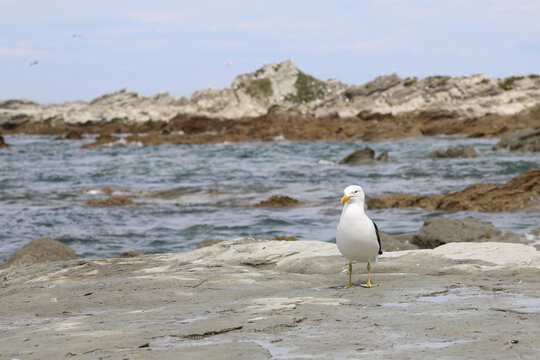 รูปภาพMollyhawk – เลือกดูภาพถ่ายสต็อก เวกเตอร์ และวิดีโอ162 | Adobe Stock