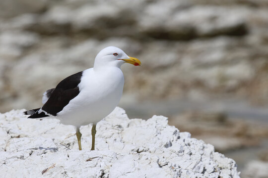 รูปภาพMollyhawk – เลือกดูภาพถ่ายสต็อก เวกเตอร์ และวิดีโอ162 | Adobe Stock