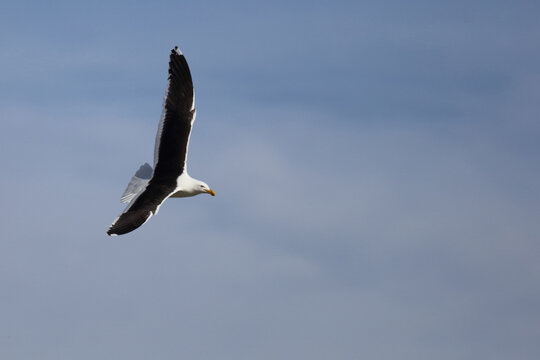 รูปภาพMollyhawk – เลือกดูภาพถ่ายสต็อก เวกเตอร์ และวิดีโอ162 | Adobe Stock