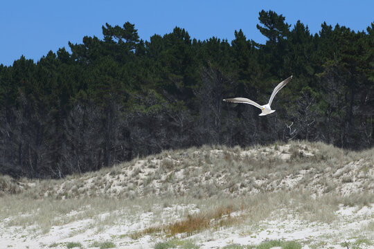 รูปภาพMollyhawk – เลือกดูภาพถ่ายสต็อก เวกเตอร์ และวิดีโอ141 | Adobe Stock