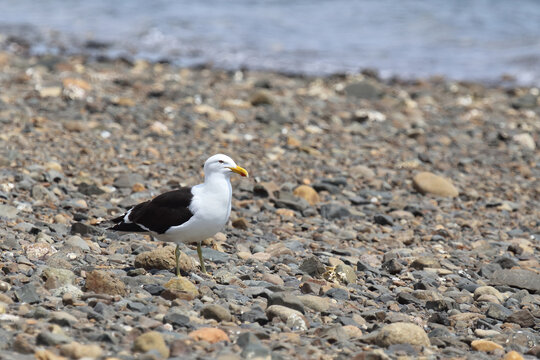 รูปภาพMollyhawk – เลือกดูภาพถ่ายสต็อก เวกเตอร์ และวิดีโอ162 | Adobe Stock