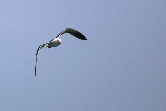 รูปภาพMollyhawk – เลือกดูภาพถ่ายสต็อก เวกเตอร์ และวิดีโอ162 | Adobe Stock