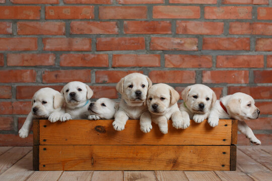 Puppies In A Box Images – Browse 73,805 Stock Photos, Vectors, and ...