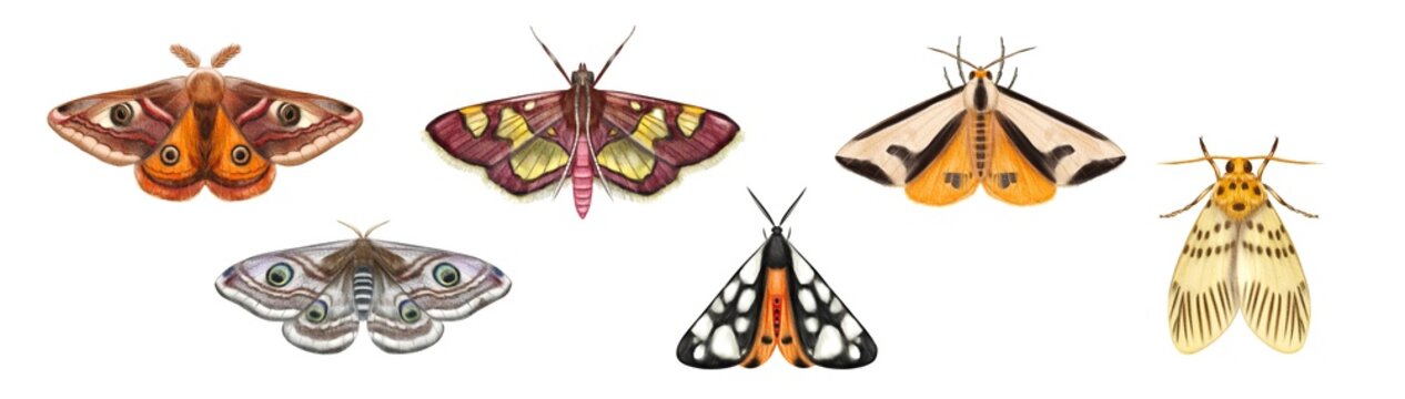 รูปภาพMoth – เลือกดูภาพถ่ายสต็อก เวกเตอร์ และวิดีโอ483,962 | Adobe Stock