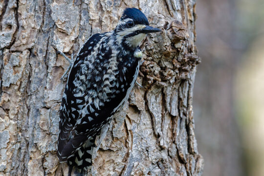 Sapsucker Images – Browse 902 Stock Photos, Vectors, and Video | Adobe ...