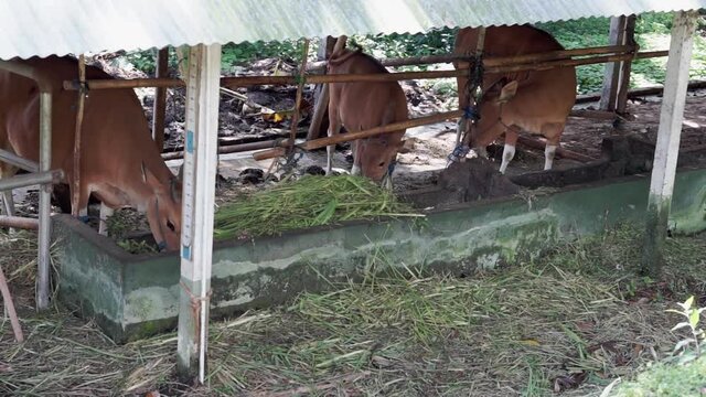 Coprophage bilder – Bläddra bland 238 stockfoton, vektorer och videor ...