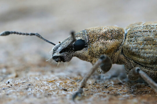 Broad-Nosed Images – Browse 320 Stock Photos, Vectors, and Video ...