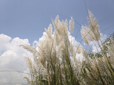 Kash Bilder – Durchsuchen 851 Archivfotos, Vektorgrafiken und Videos ...