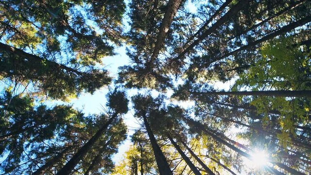 360 Forest Images – Browse 12,043 Stock Photos, Vectors, and Video ...