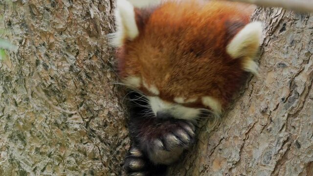 "Fire Fox" Images – Browse 154 Stock Photos, Vectors, and Video | Adobe ...