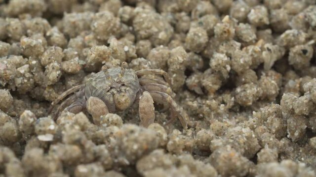 "Soldier Crab" Images – Browse 476 Stock Photos, Vectors, and Video ...
