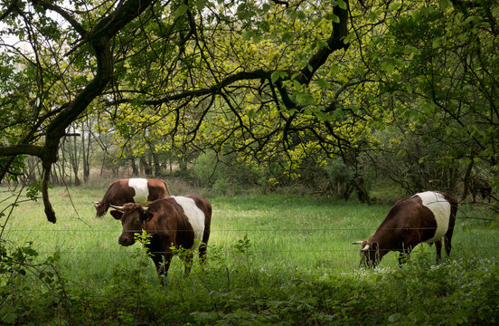 Dutch Belted Cattle