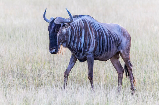 Gnus bilder – Bläddra bland 2,555 stockfoton, vektorer och videor ...