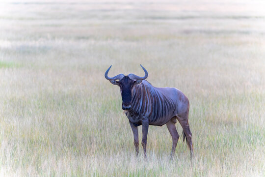 Gnus bilder – Bläddra bland 2,555 stockfoton, vektorer och videor ...