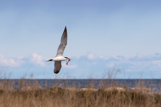 Kahawai Images – Browse 1,011 Stock Photos, Vectors, and Video | Adobe ...