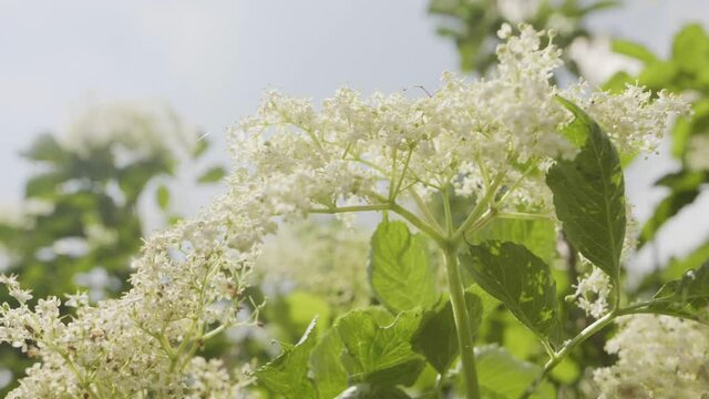 รูปภาพElderflower – เลือกดูภาพถ่ายสต็อก เวกเตอร์ และวิดีโอ58,435 ...
