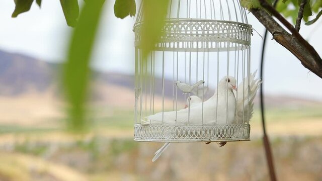 "Wedding Doves" Images – Browse 75 Stock Photos, Vectors, and Video ...