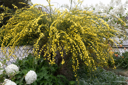 Ginster Bilder – Durchsuchen 4,388 Archivfotos, Vektorgrafiken und ...