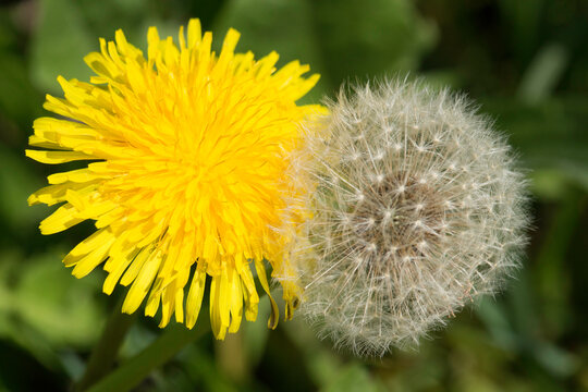 Philister Bilder – Durchsuchen 1,604 Archivfotos, Vektorgrafiken und ...