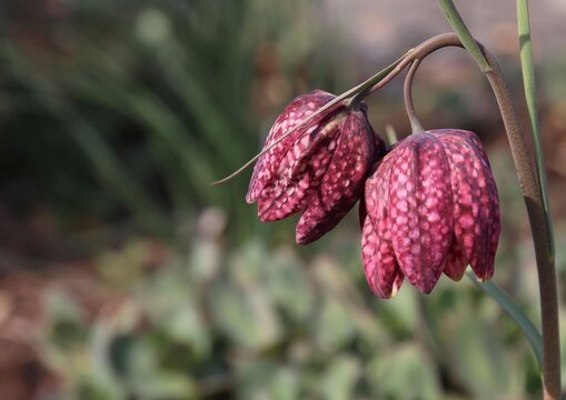 Imágenes de "Lazarus Bell": descubre bancos de fotos, ilustraciones ...