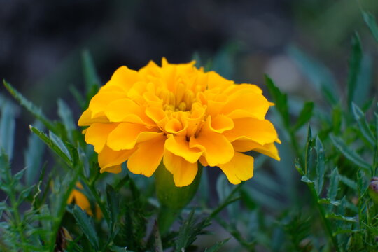 รูปภาพAksamitka – เลือกดูภาพถ่ายสต็อก เวกเตอร์ และวิดีโอ212 | Adobe Stock