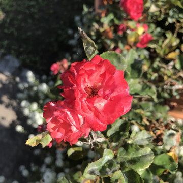 「Pitty」の写真素材 | 555件の無料イラスト画像 | Adobe Stock