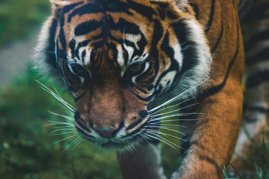 "Eigentliche Grosskatzen" Images – Browse 1,058 Stock Photos, Vectors ...