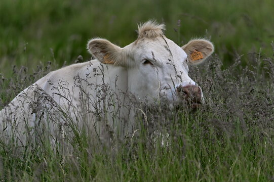 Cown Images – Browse 218 Stock Photos, Vectors, and Video | Adobe Stock