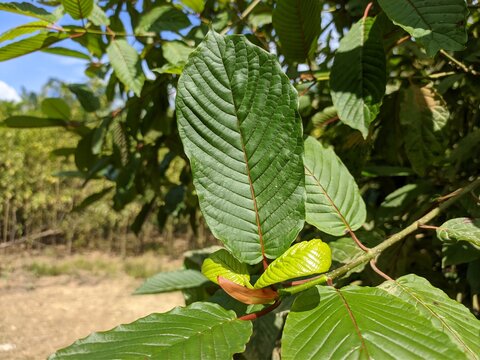 รูปภาพKetum – เลือกดูภาพถ่ายสต็อก เวกเตอร์ และวิดีโอ259 | Adobe Stock