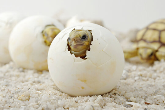 Turtle Eggs Hatching Video
