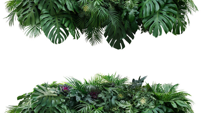 "Tropical Plants" Images – Browse 122,424 Stock Photos, Vectors, and ...