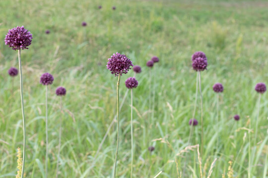 Kurrat bilder – Bläddra bland 3,630 stockfoton, vektorer och videor ...