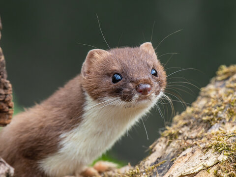 รูปภาพStoat – เลือกดูภาพถ่ายสต็อก เวกเตอร์ และวิดีโอ7,405 | Adobe Stock