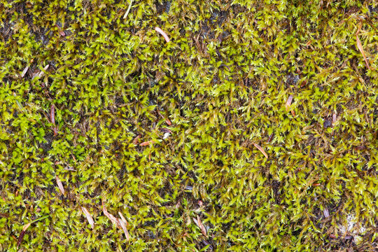 Imágenes de Andreaeopsida: descubre bancos de fotos, ilustraciones ...