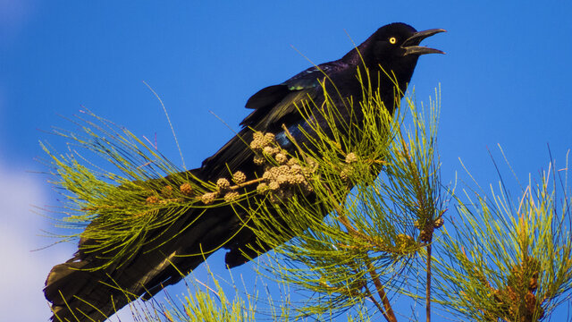 Chanate bilder – Bläddra bland 24 stockfoton, vektorer och videor ...