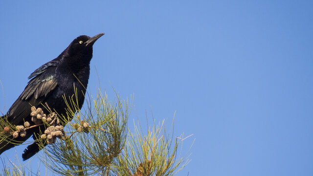 Chanate Images – Browse 27 Stock Photos, Vectors, and Video | Adobe Stock