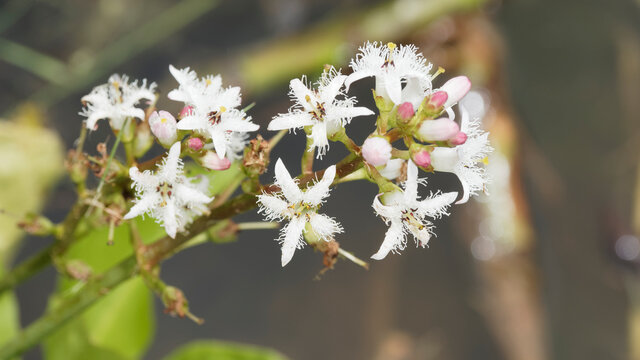 Foliole bilder – Bläddra bland 1,160 stockfoton, vektorer och videor ...
