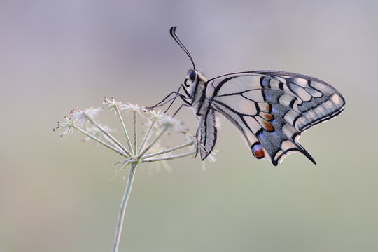 รูปภาพFarfalla – เลือกดูภาพถ่ายสต็อก เวกเตอร์ และวิดีโอ15,237 | Adobe Stock